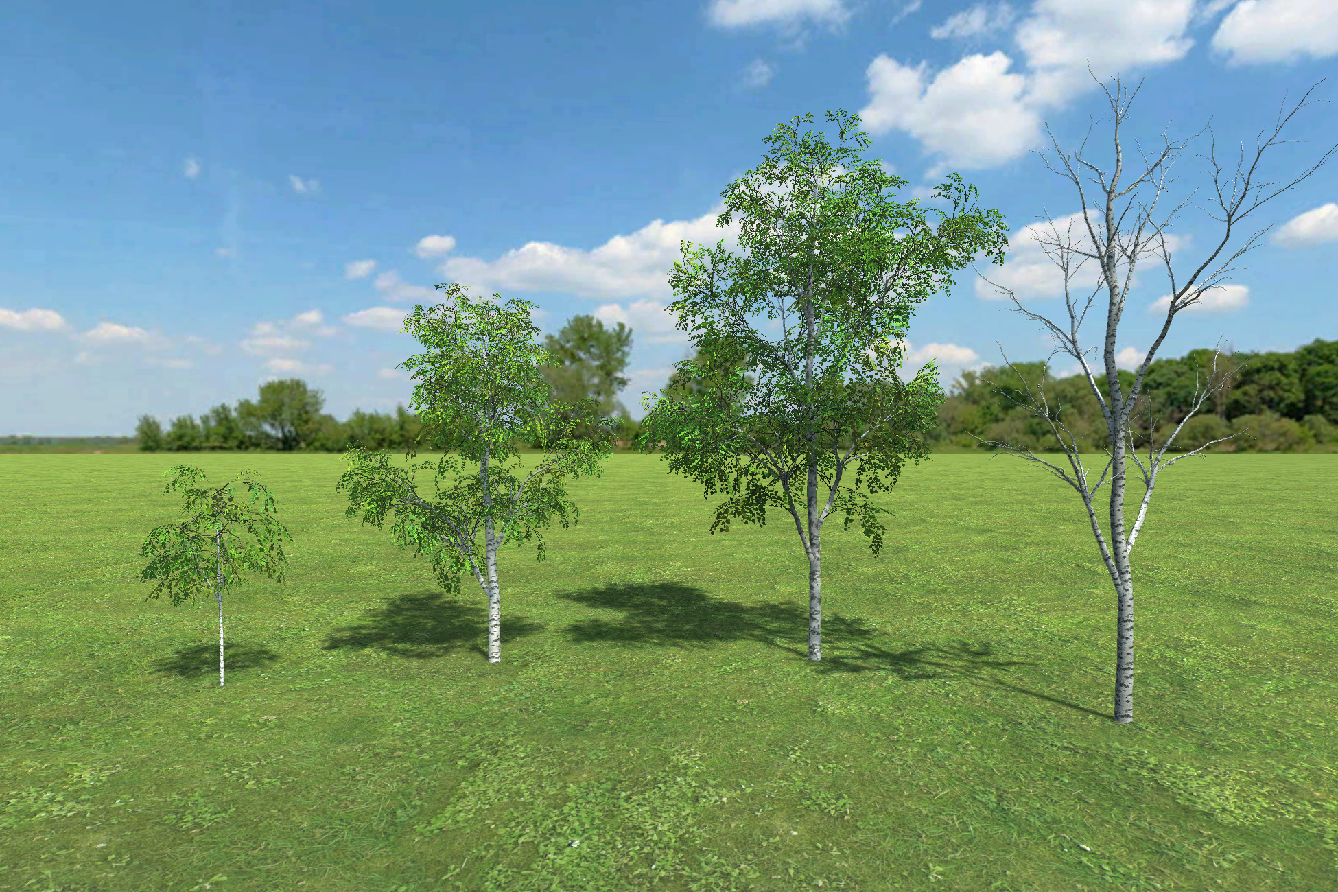 Birch | 3D Trees | Unity Asset Store