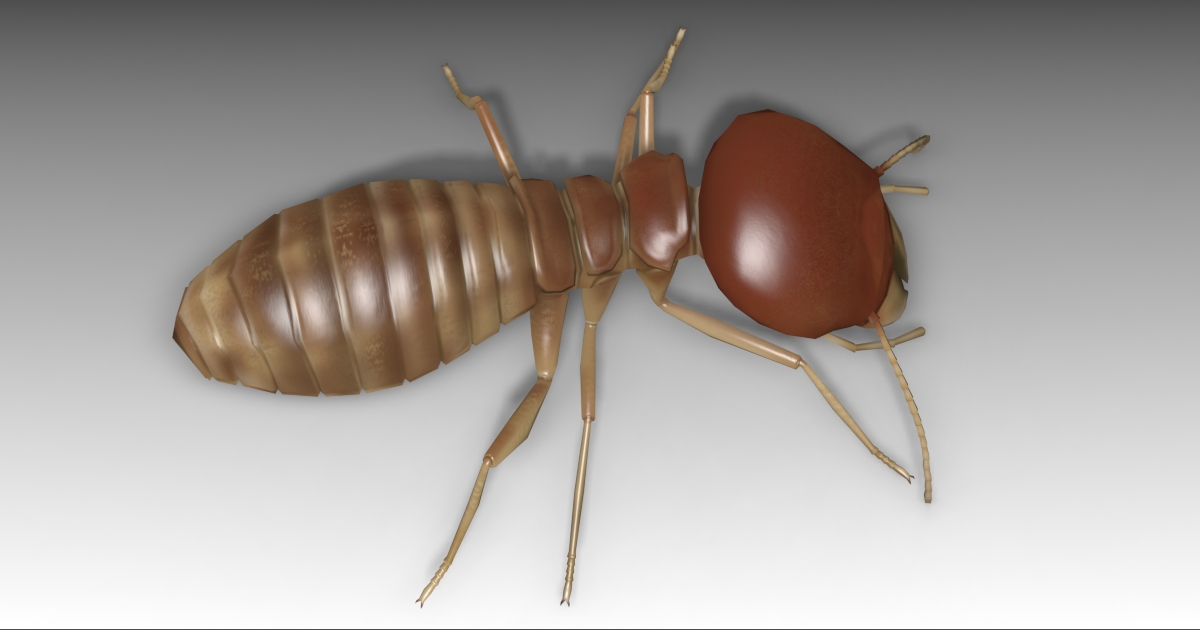 Termite Worker | Characters | Unity Asset Store