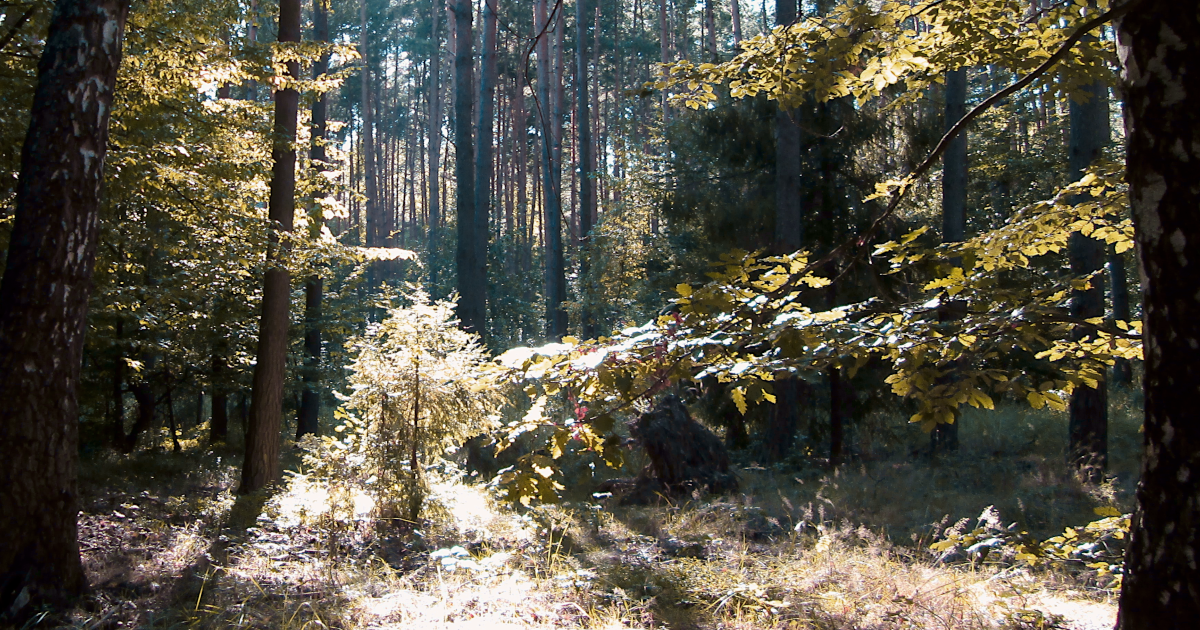 Bushes Shaking | Foley Sound FX | Unity Asset Store