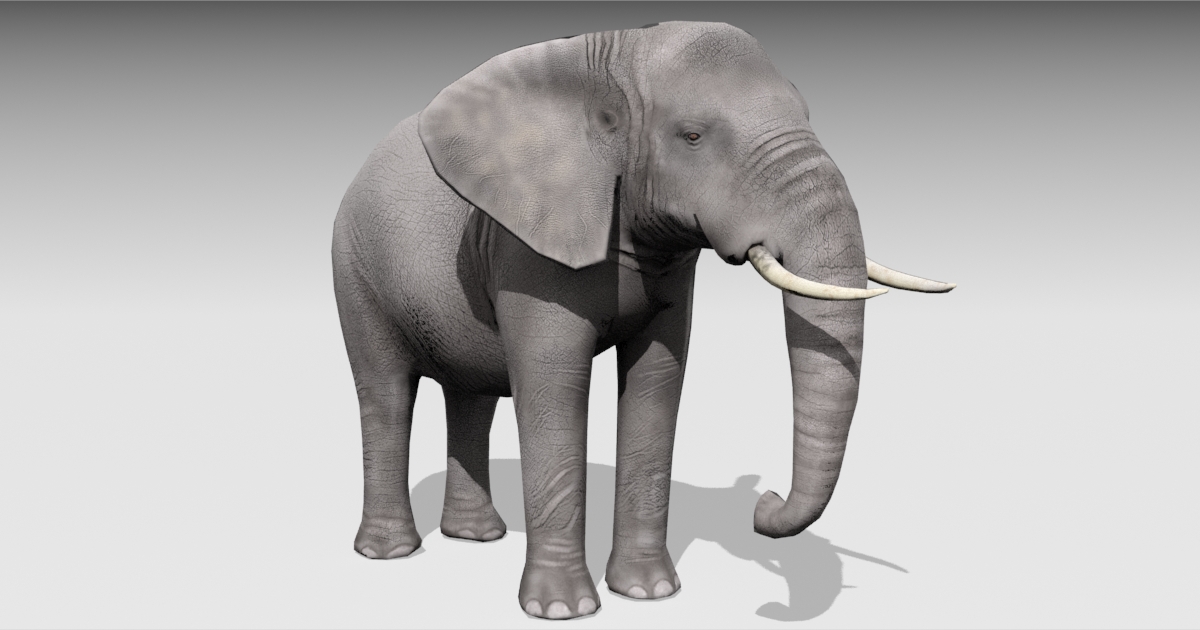 African Elephant Animated | Characters | Unity Asset Store