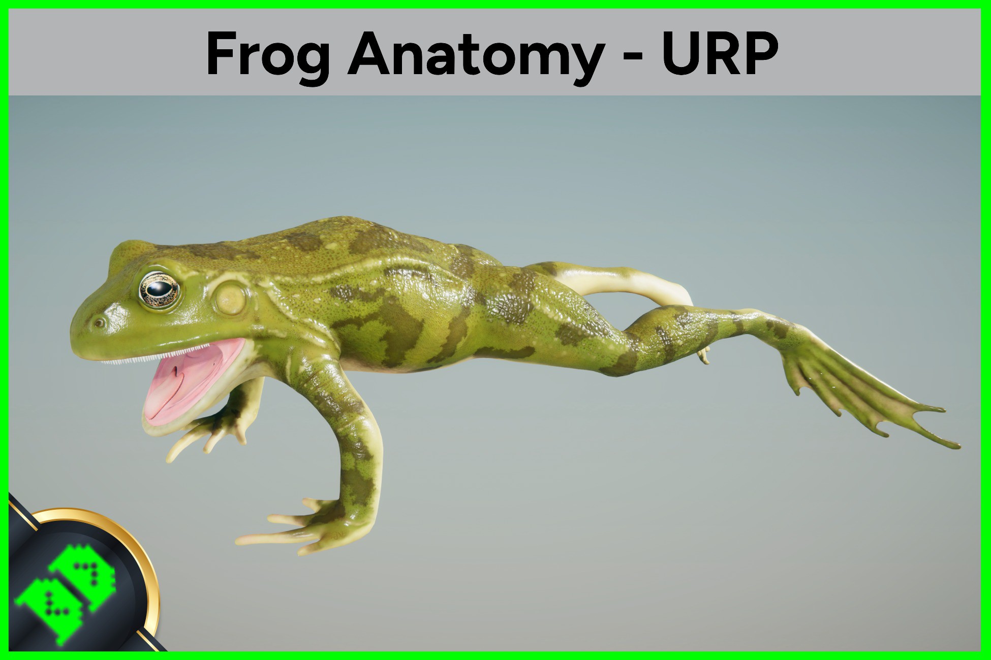 Frog Anatomy - URP | 3D 动物 | Unity Asset Store