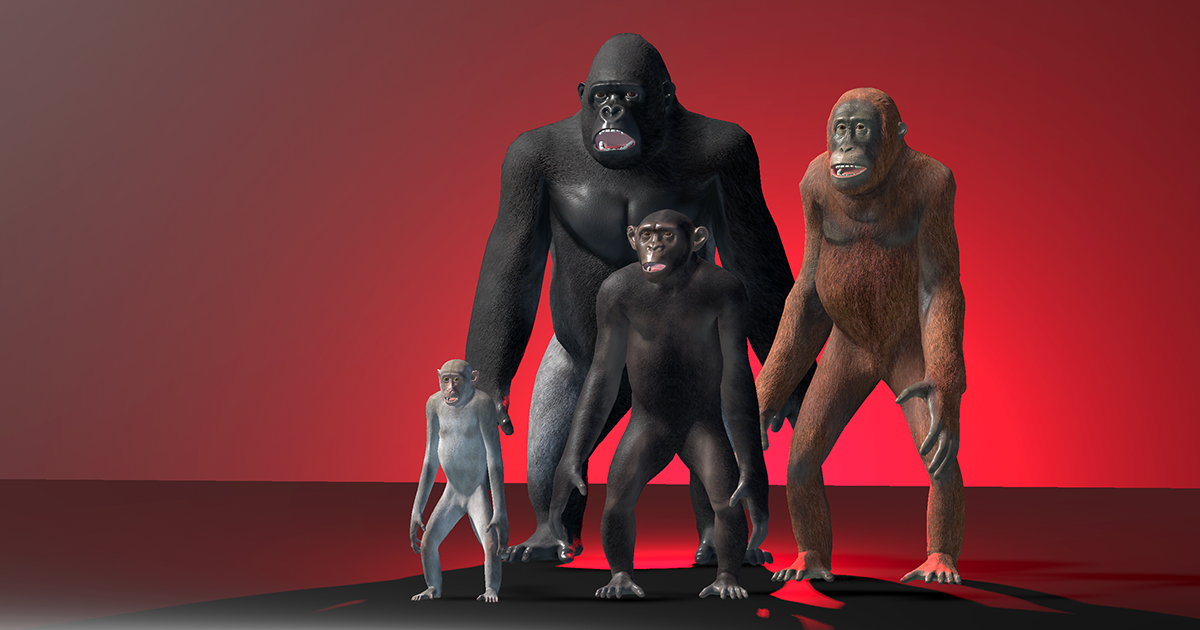 Monkeys - animals pack | 3D Animals | Unity Asset Store