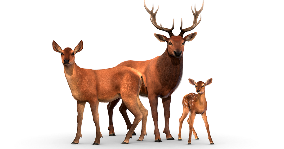 Red Deer Family | 3D Animals | Unity Asset Store