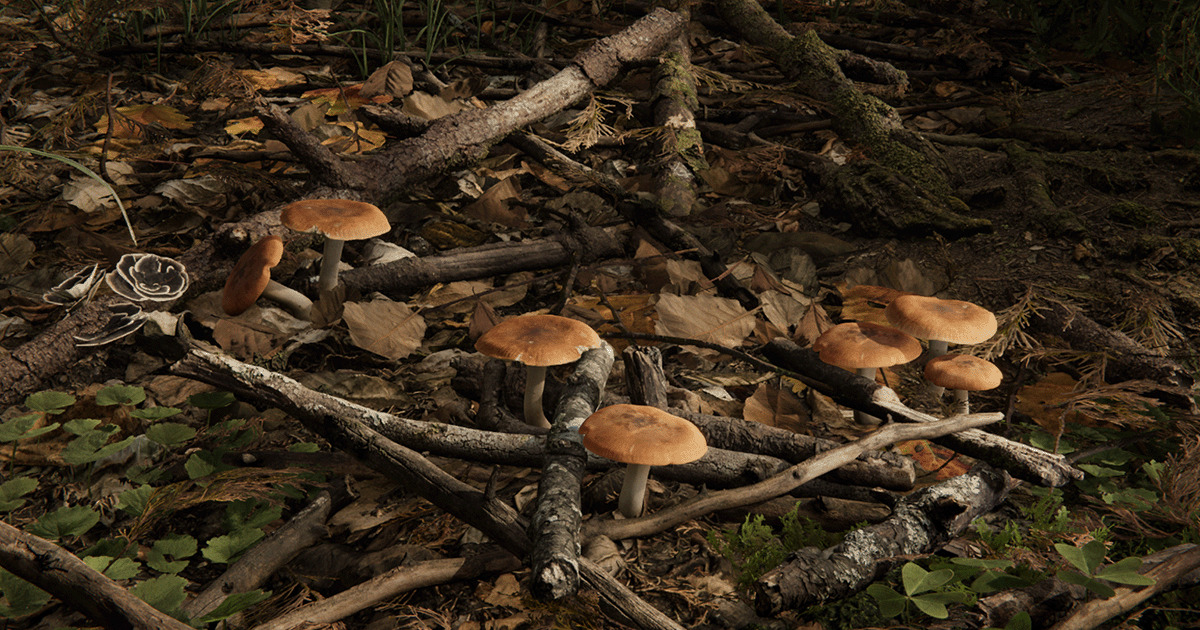 Realistic Mushrooms Scans | 3D Vegetation | Unity Asset Store