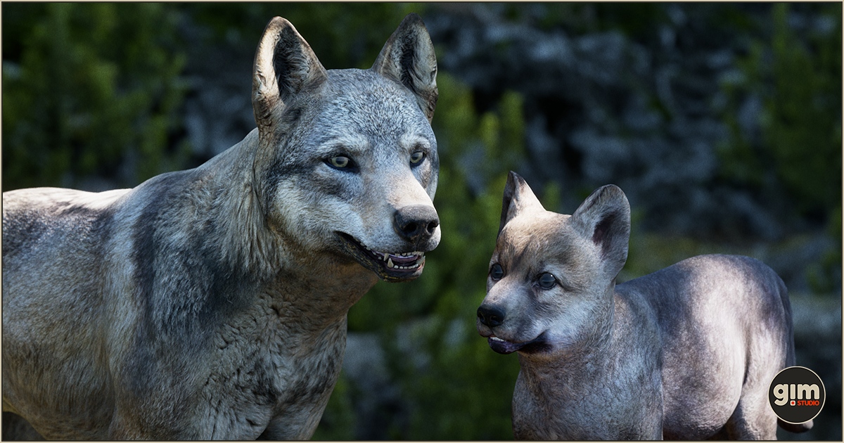 Animalia - Gray Wolf (pack) | 3D Animals | Unity Asset Store