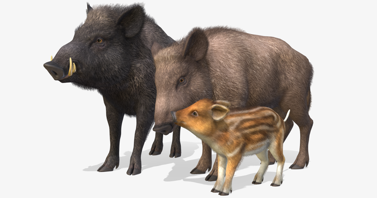 Wild Boar - Family | 캐릭터 | Unity Asset Store
