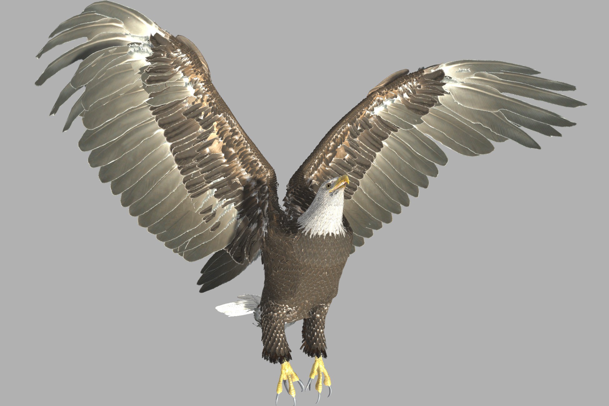 Bald Eagle | Characters | Unity Asset Store