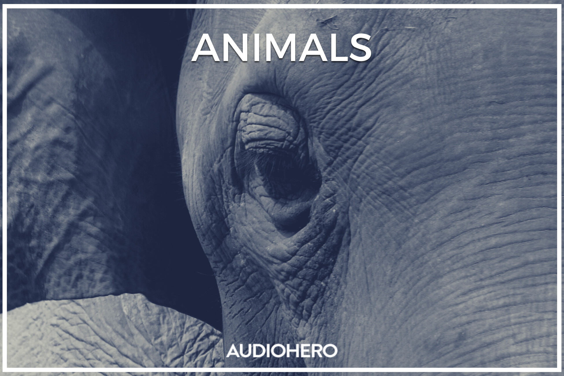 Animals SFX Collection | Animals Sound FX | Unity Asset Store