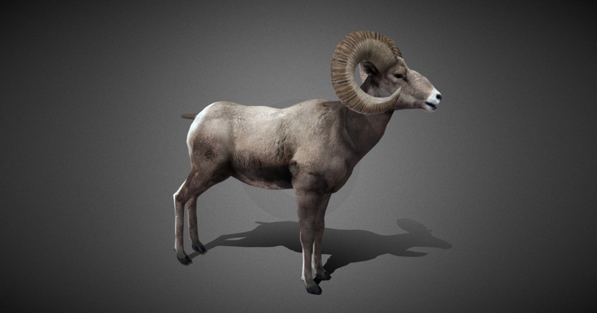 Realistic Animated Bighorn | 캐릭터 | Unity Asset Store