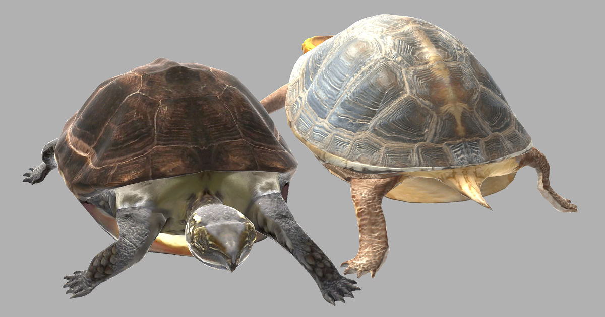 Chinese box turtle | Characters | Unity Asset Store
