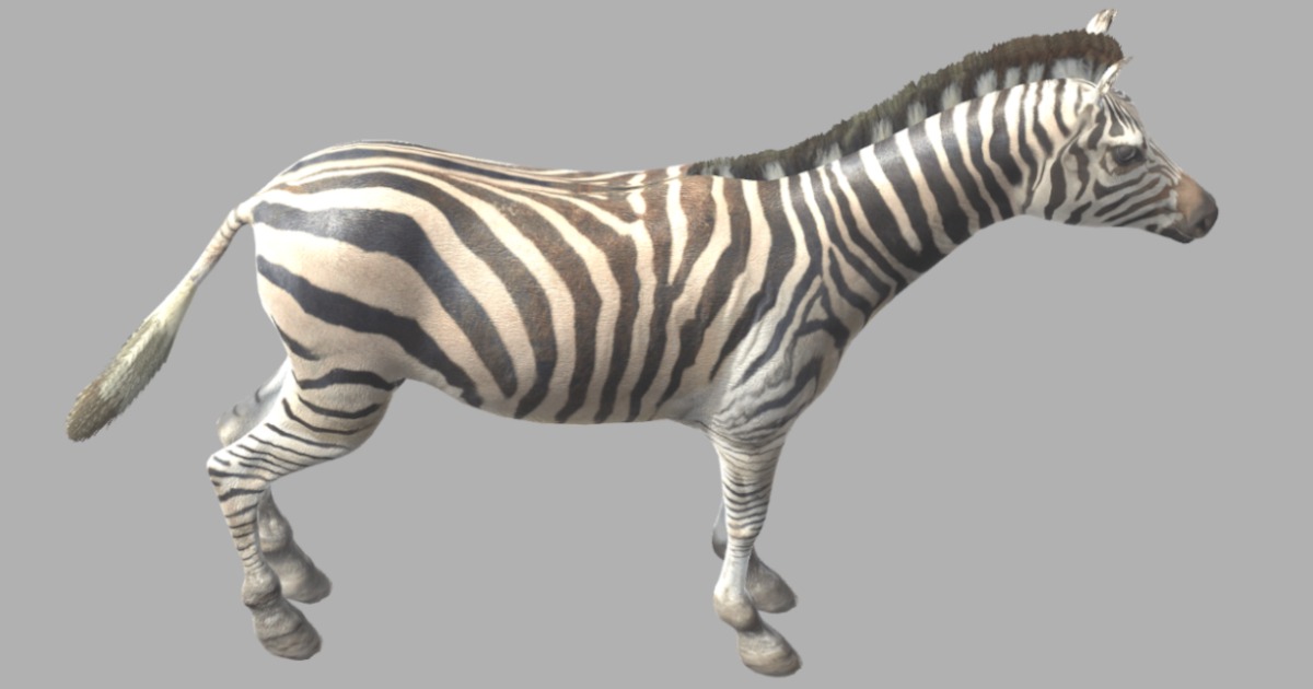 Zebra pack | Characters | Unity Asset Store