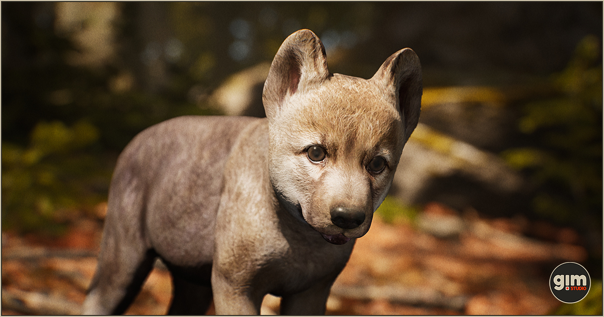 Animalia - Gray Wolf (young) | 3D Animals | Unity Asset Store