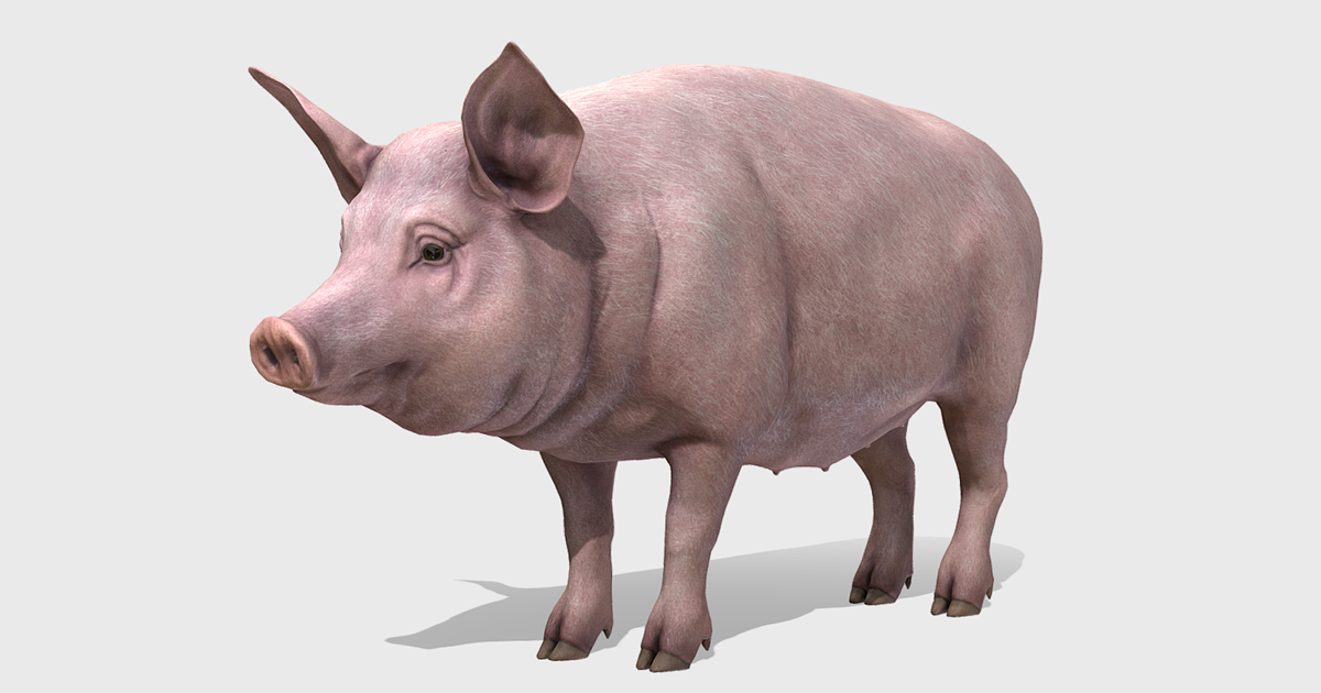 Pig - Female | Characters | Unity Asset Store