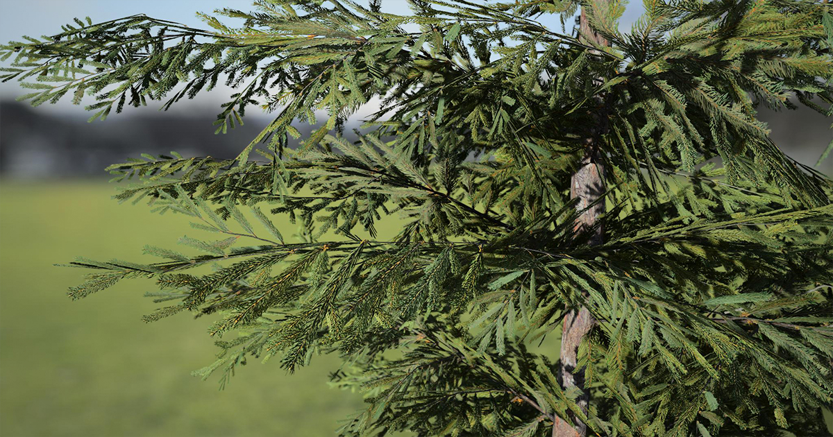 Norway Spruce Species Pack (v8) | 3D SpeedTree | Unity Asset Store