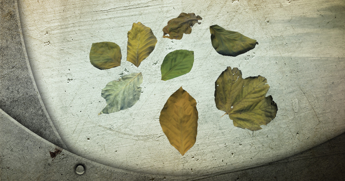 Scanned Leaves Collection 01 | 3D Exterior | Unity Asset Store