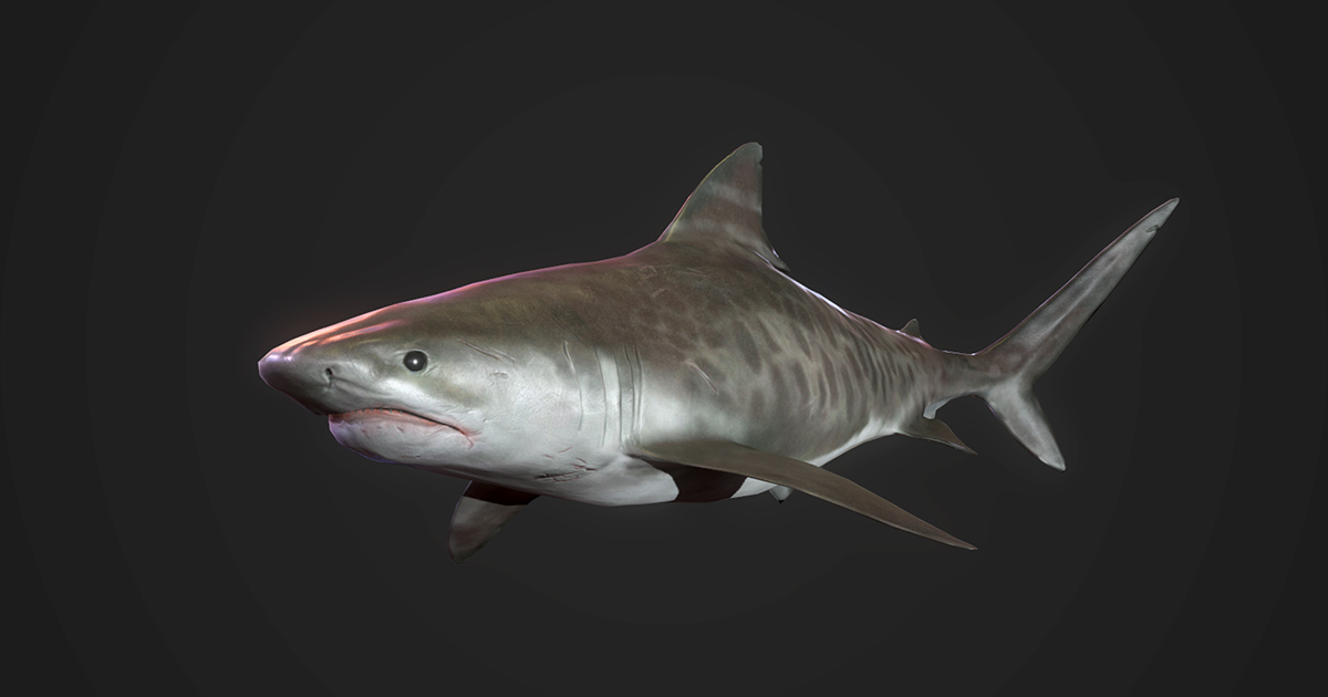 Tiger Shark Animated | Characters | Unity Asset Store