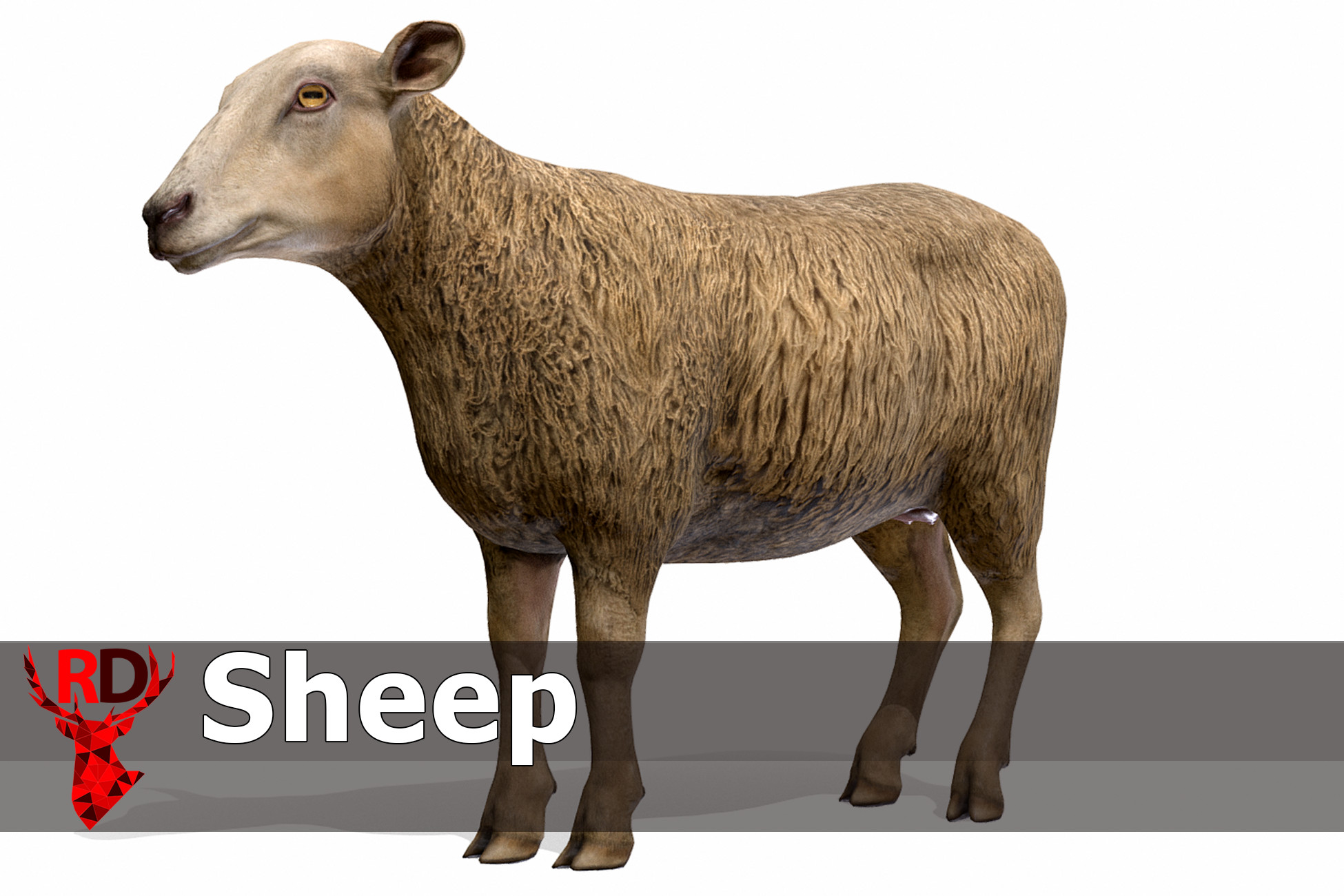 Sheep realistic | Characters | Unity Asset Store