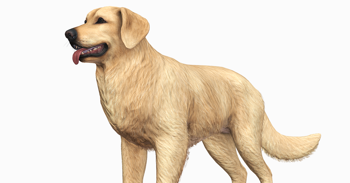 Dog - Golden Retriever | 3D Animals | Unity Asset Store