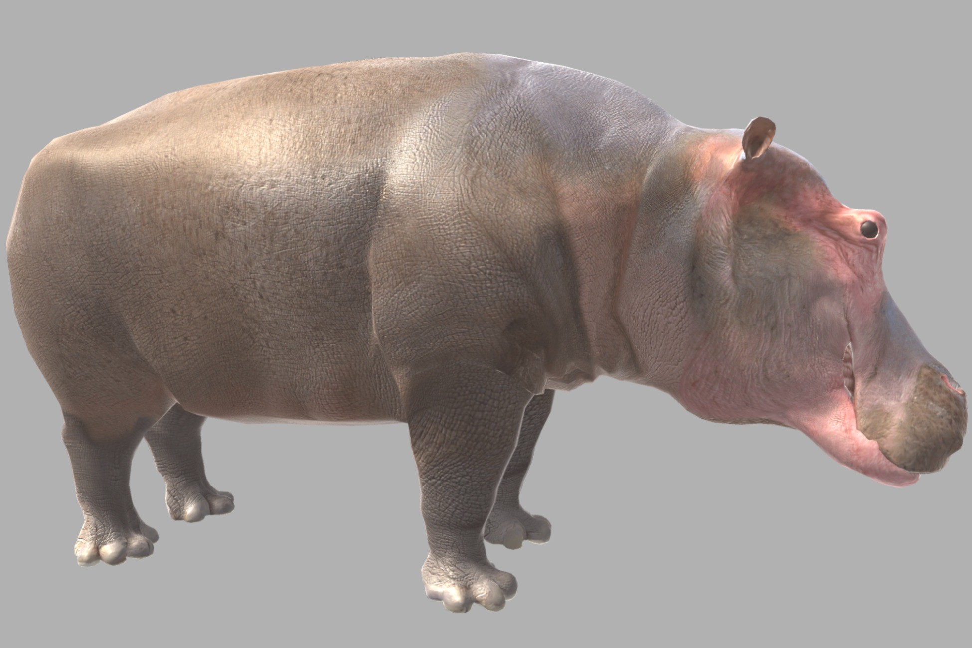 Hippopotamus pack | Characters | Unity Asset Store