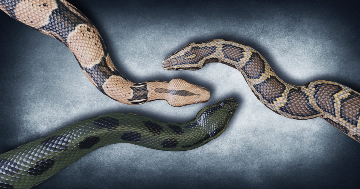 Animated Pythons PBR Volume 1 | 캐릭터 | Unity Asset Store