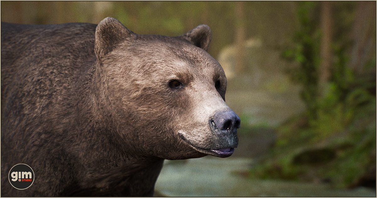 Animalia - Brown Bear (female) | 3D Animals | Unity Asset Store