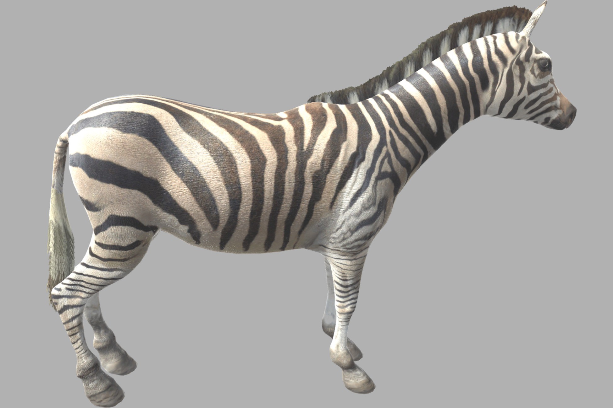 Zebra pack | 캐릭터 | Unity Asset Store