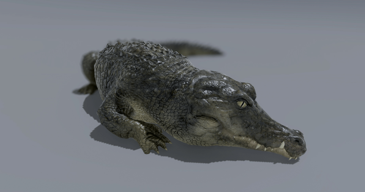 CROCODILE | Characters | Unity Asset Store