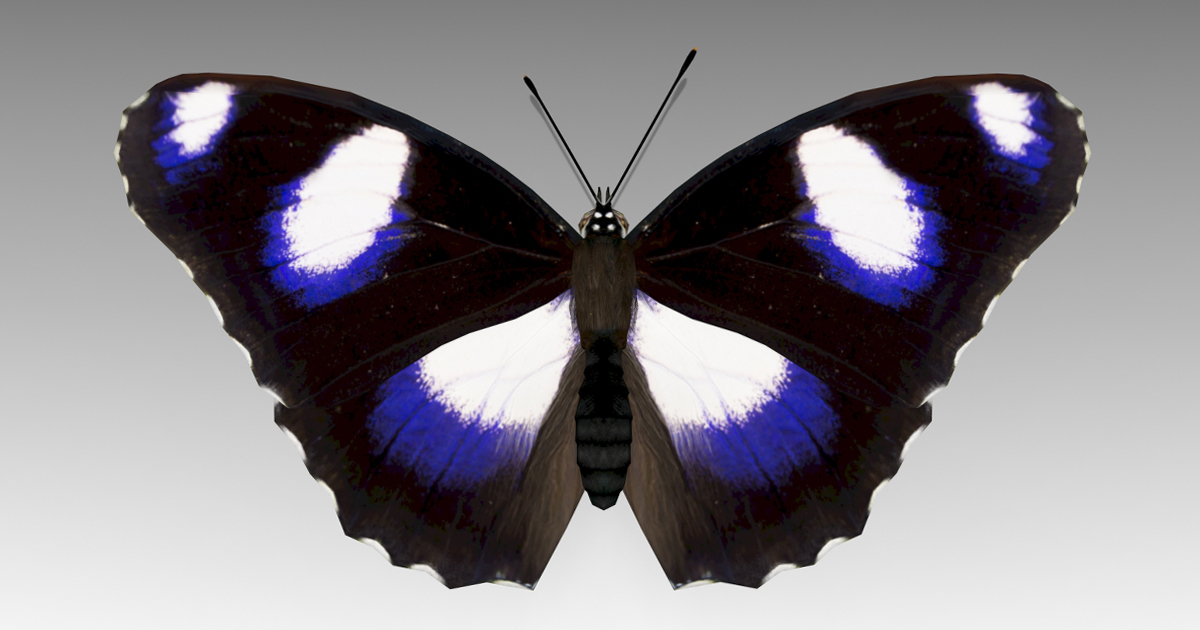 Great Eggfly Butterfly | Characters | Unity Asset Store