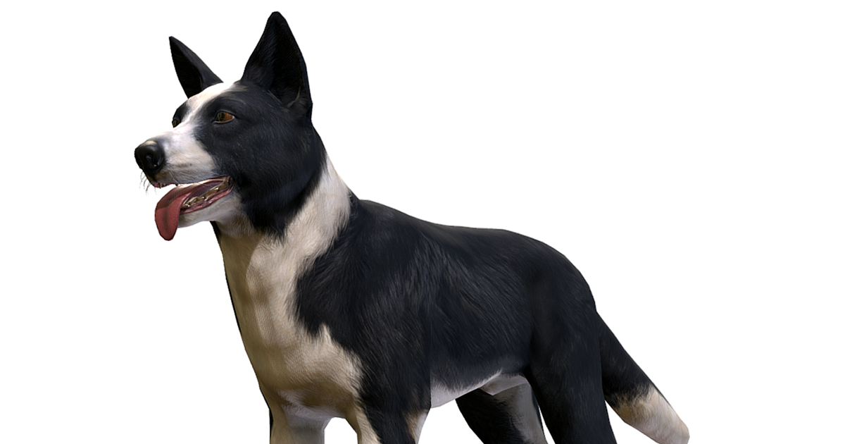 Dog - Border Collie | 3D Animals | Unity Asset Store