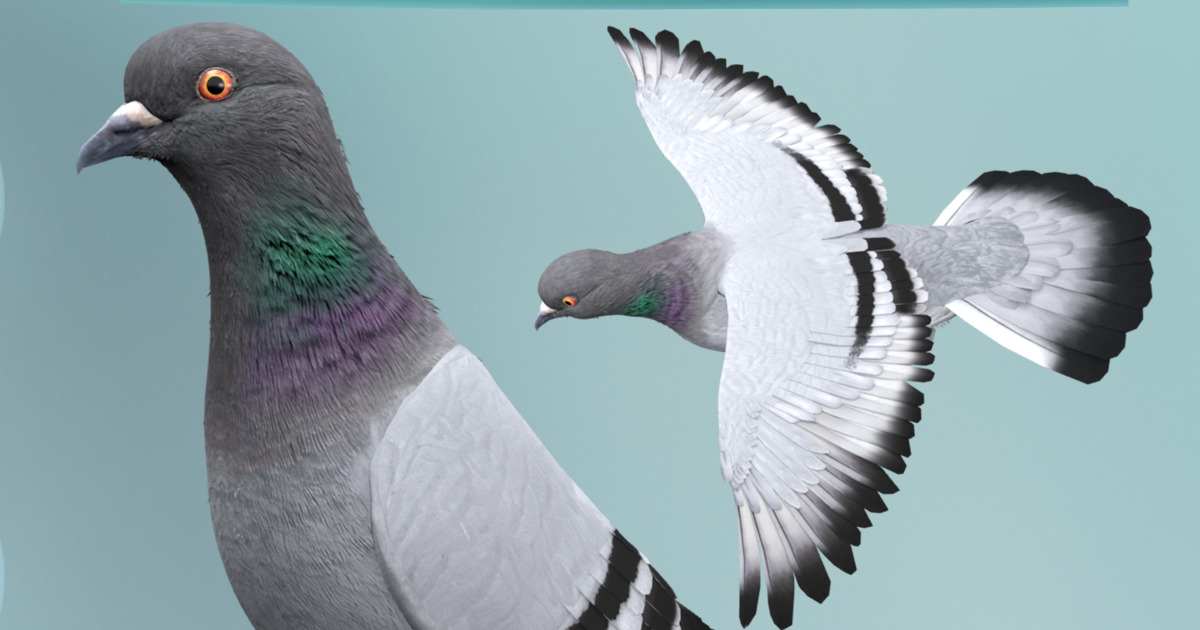 Realistic Animated Rock Pigeon Low-poly 3D model | Characters | Unity ...