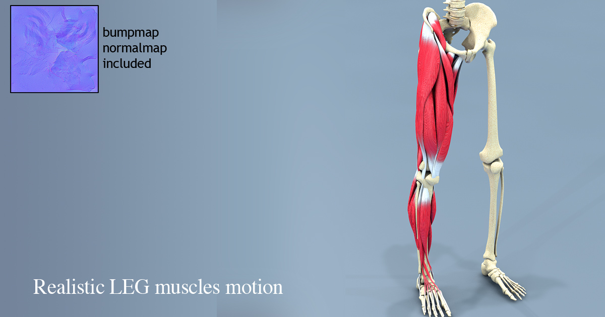 LEG Muscles Motion | 3D Characters | Unity Asset Store