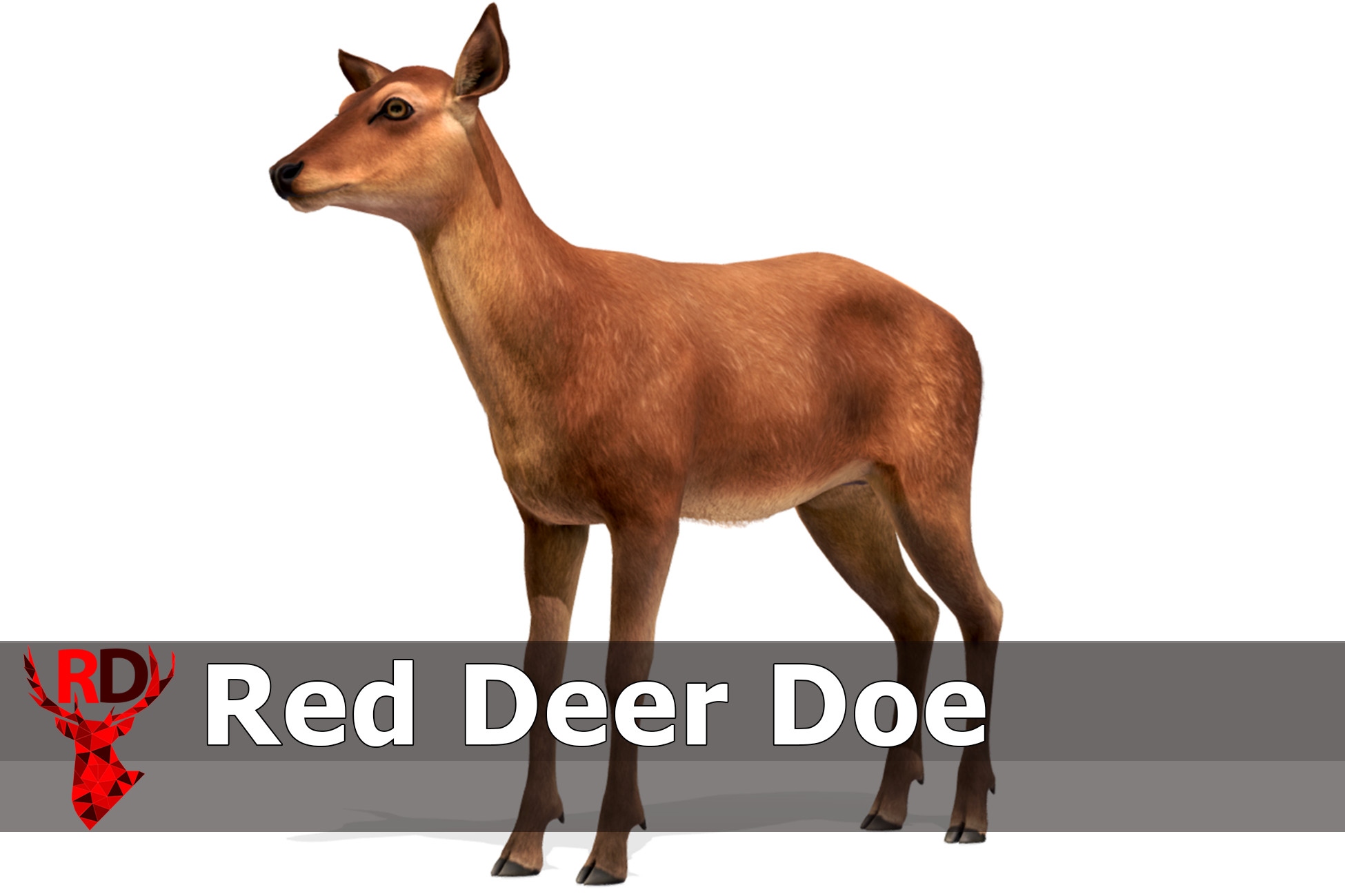 Red Deer Doe | 3D Animals | Unity Asset Store