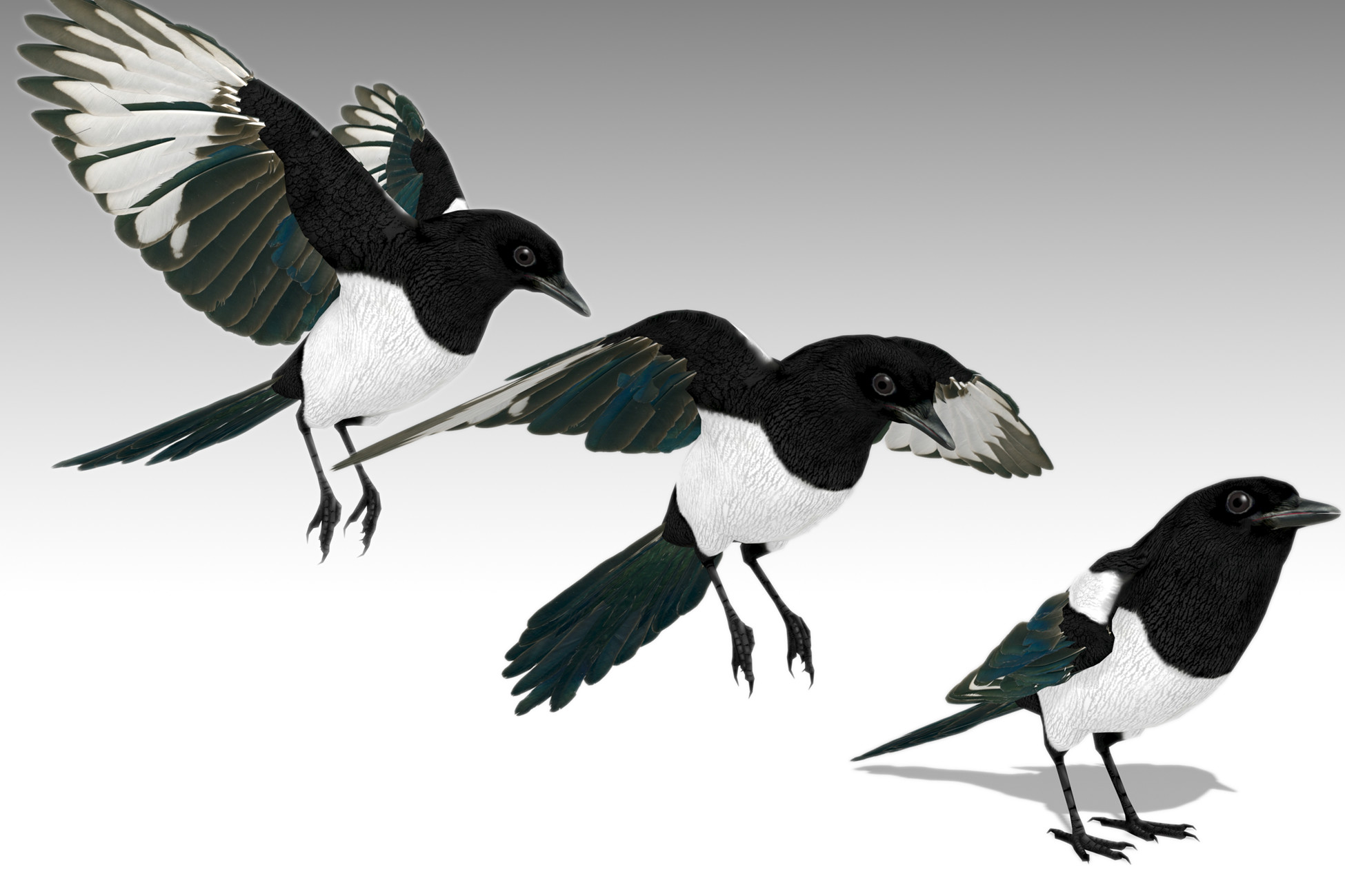 Magpie | 角色 | Unity Asset Store