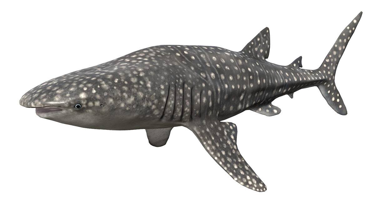 Whale Shark | Characters | Unity Asset Store