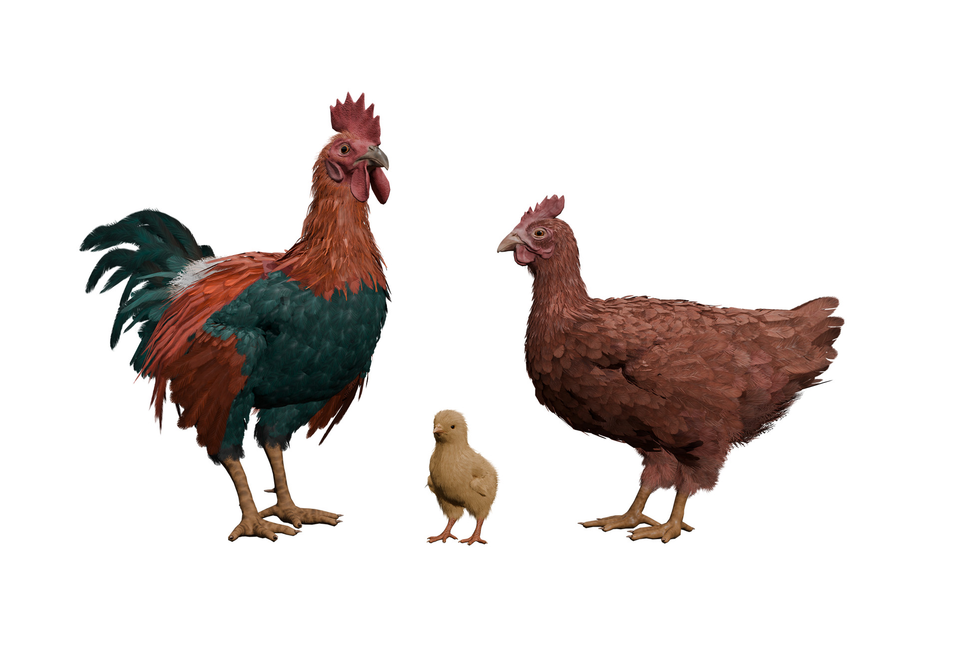 Pack of feathered chickens | 캐릭터 | Unity Asset Store