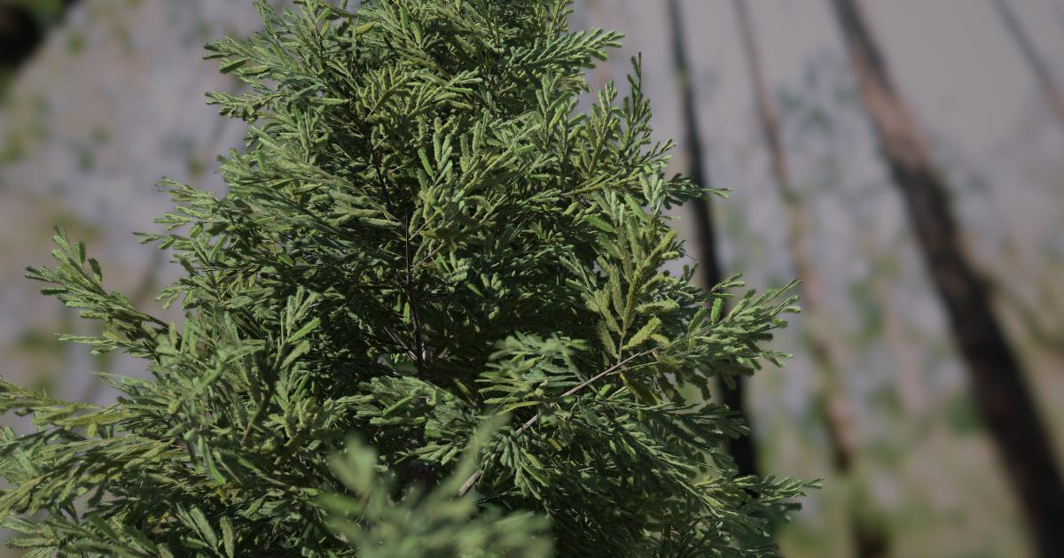Temperate Coniferous Forest Pack (v8) | 3D SpeedTree | Unity Asset Store