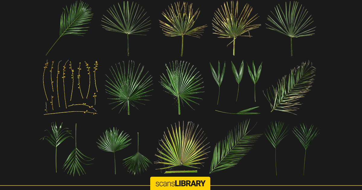Palm Atlas Scans | 2D Textures & Materials | Unity Asset Store