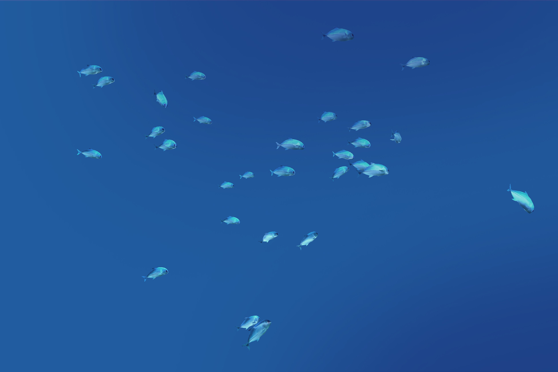 School of Fish | Characters | Unity Asset Store