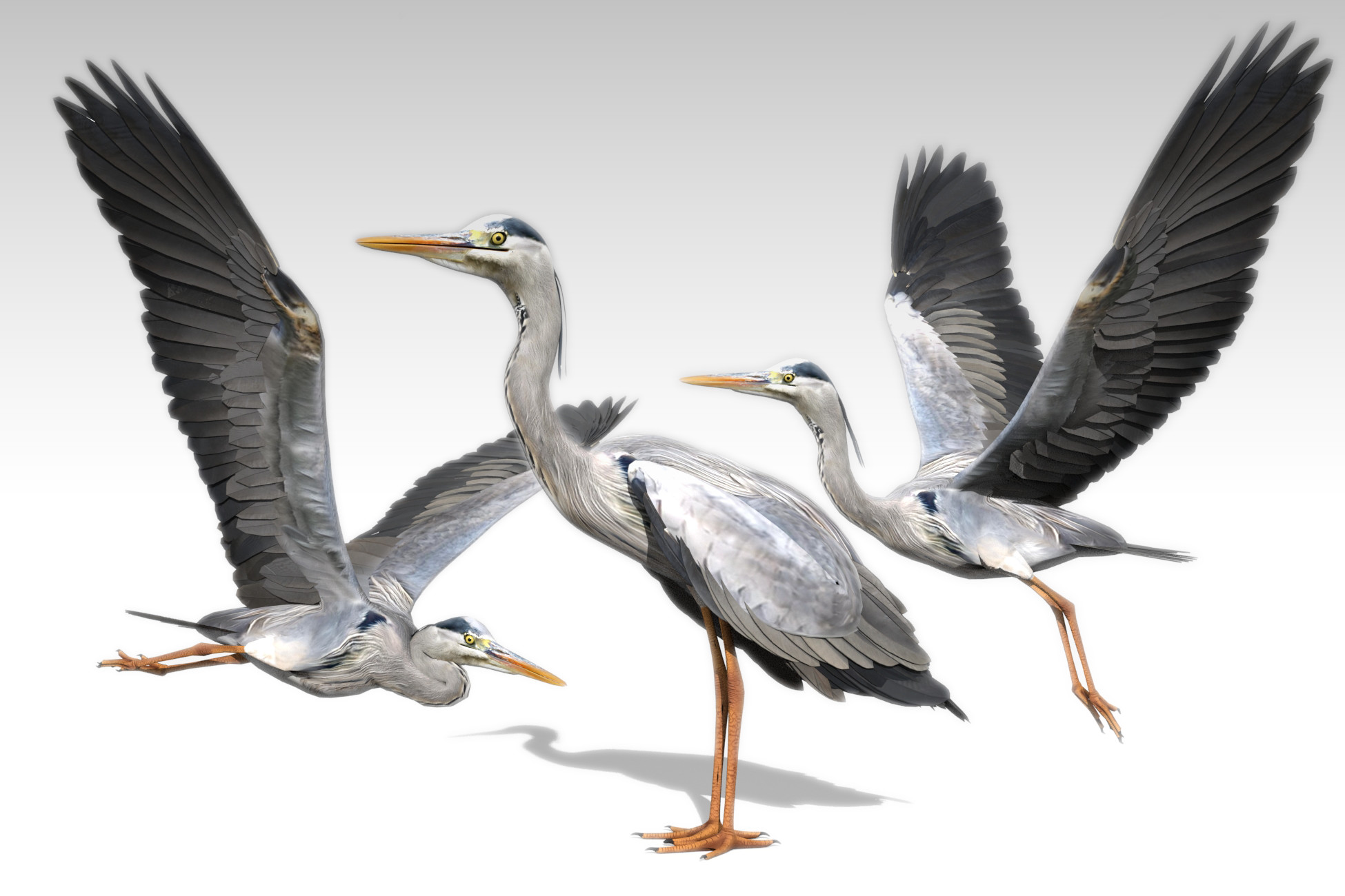 Heron | Characters | Unity Asset Store
