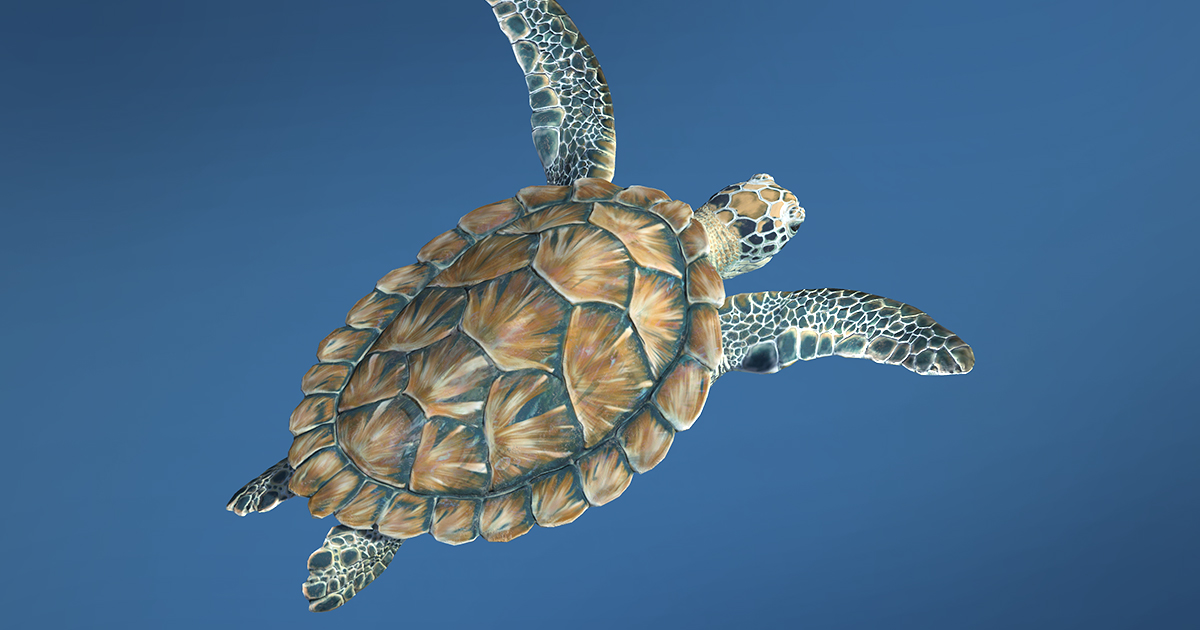 Sea Green Turtle | Characters | Unity Asset Store