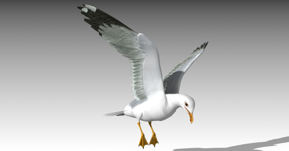 Gull | Characters | Unity Asset Store