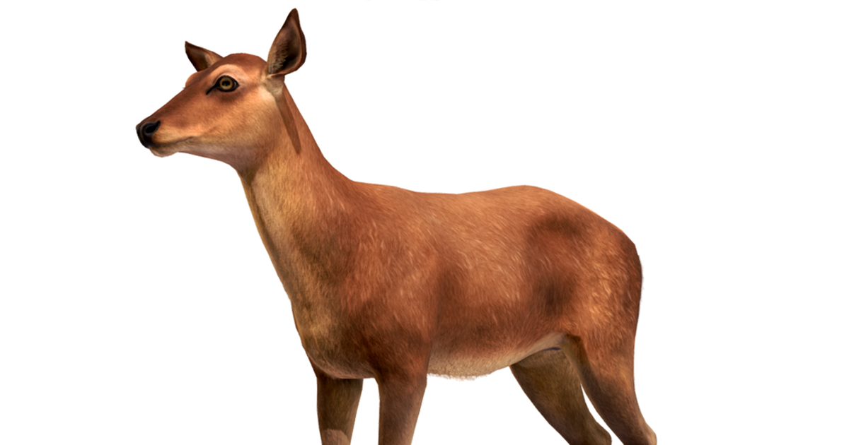 Red Deer Doe | 3D Animals | Unity Asset Store