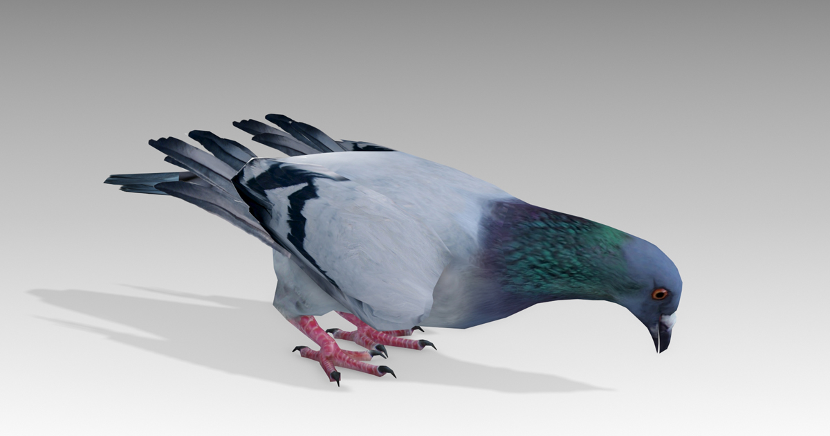 Pigeon Animated | 角色 | Unity Asset Store