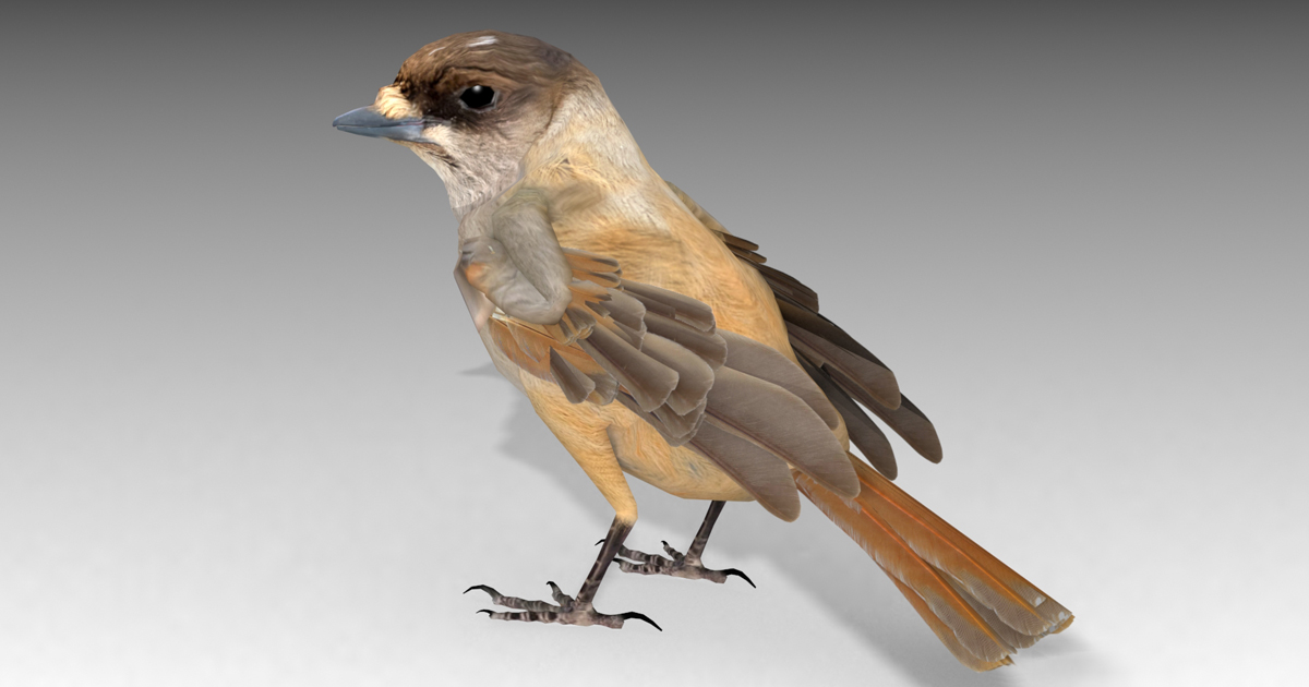 Siberian Jay | Characters | Unity Asset Store