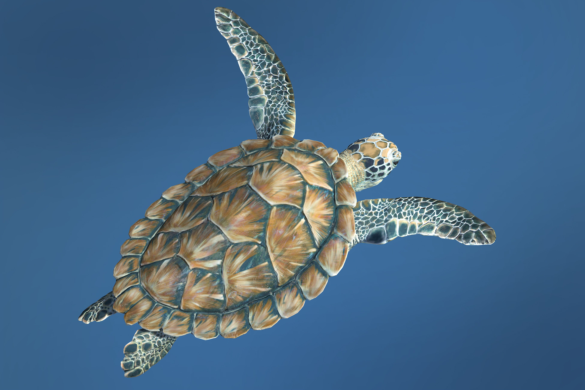 Sea Green Turtle | Characters | Unity Asset Store