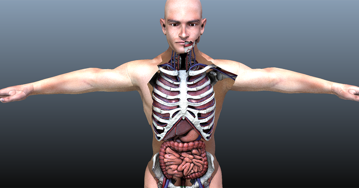 Human Torso Digestive System | Characters | Unity Asset Store