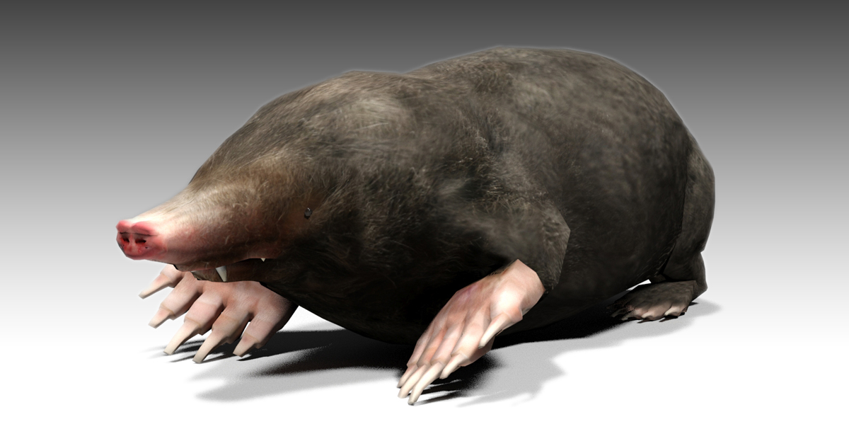 Mole | Characters | Unity Asset Store