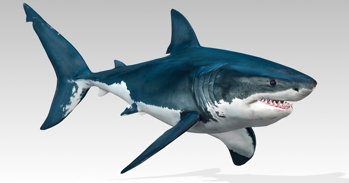 Great White Shark Animated | Characters | Unity Asset Store