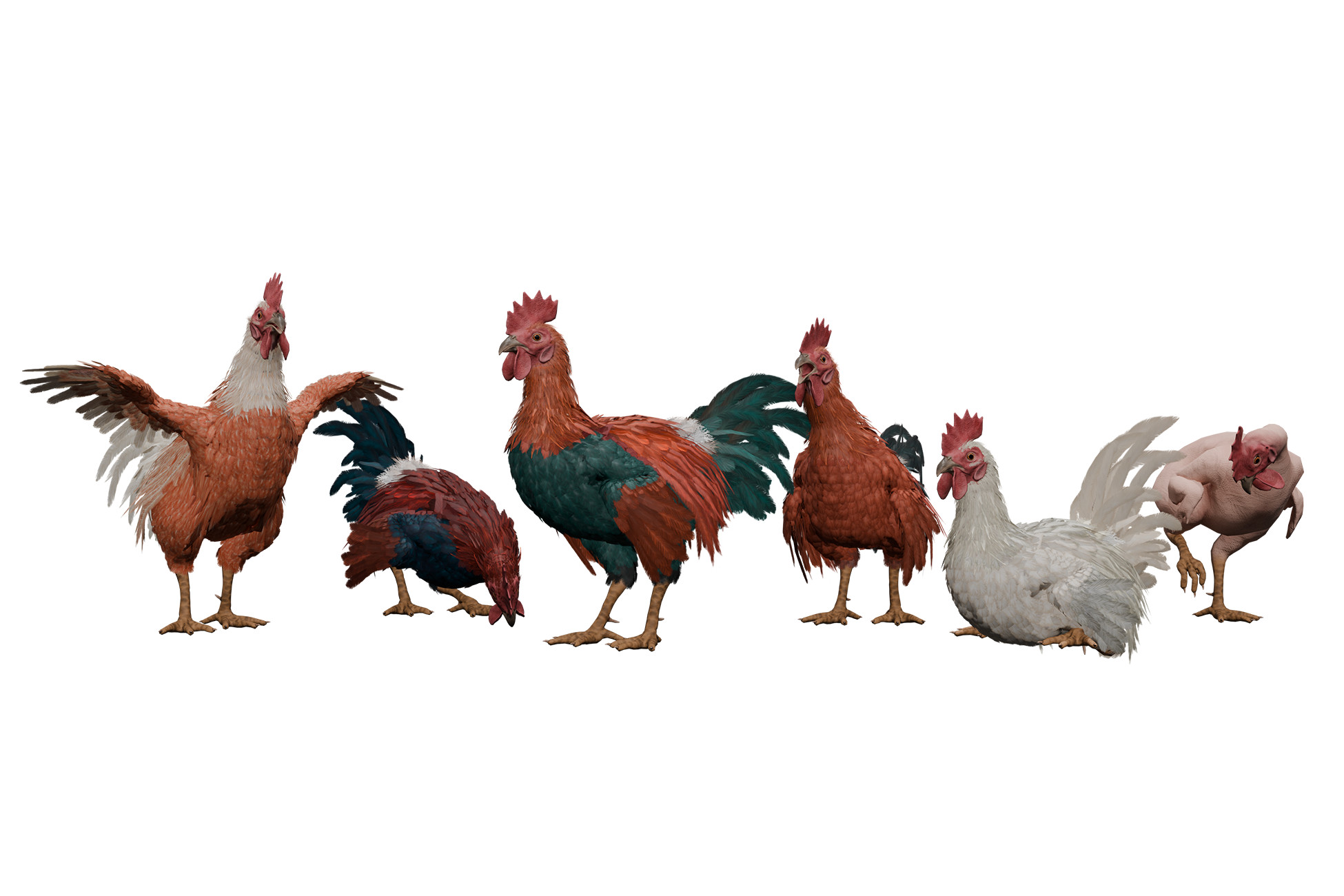 Rooster feathered | Characters | Unity Asset Store