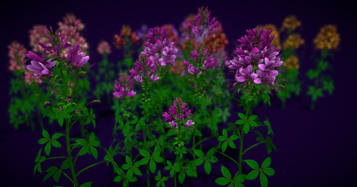 Flower Cleome Hassleriana | 3D Flowers | Unity Asset Store
